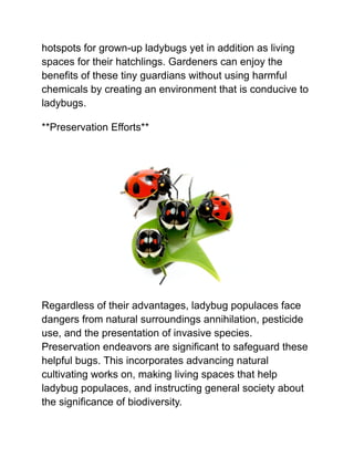 Ladybugs' Enchanting Attraction: Nature's Little Watchmen | PDF