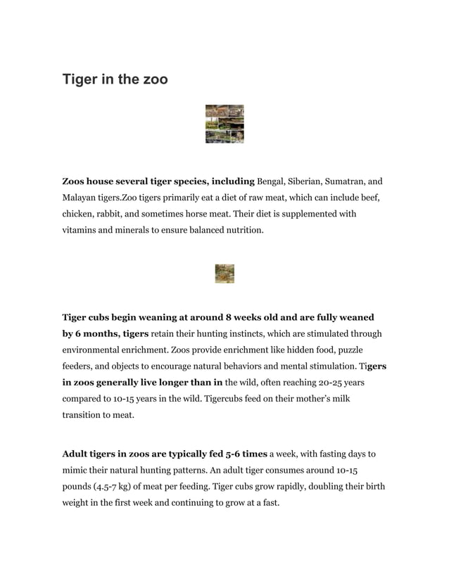 Tiger in the zoo how growing eating with | PDF
