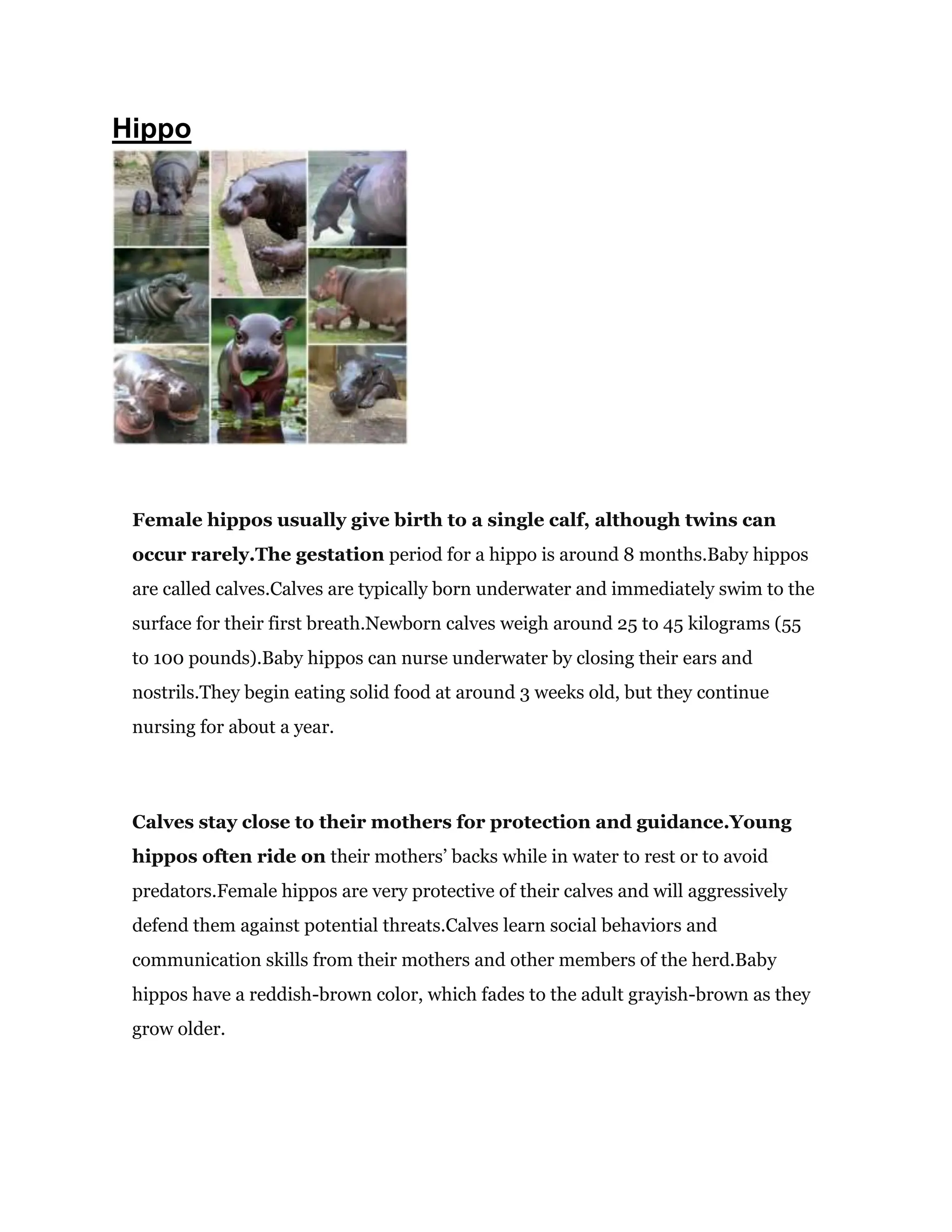 Hippo baby get nursing from mother hippo | PDF