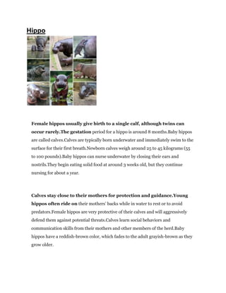 Hippo baby get nursing from mother hippo | DOCX