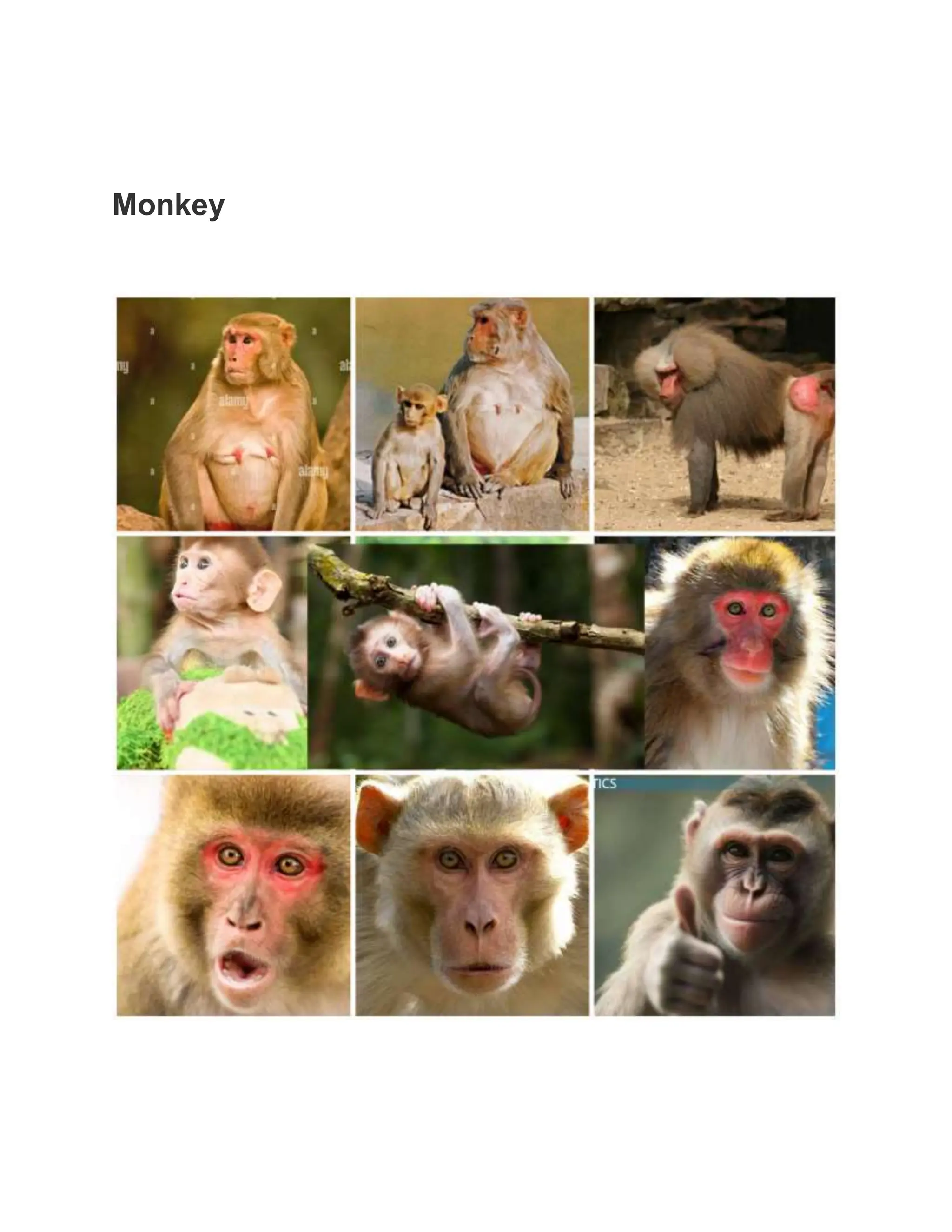 Monkey are known for intelligence social | DOCX