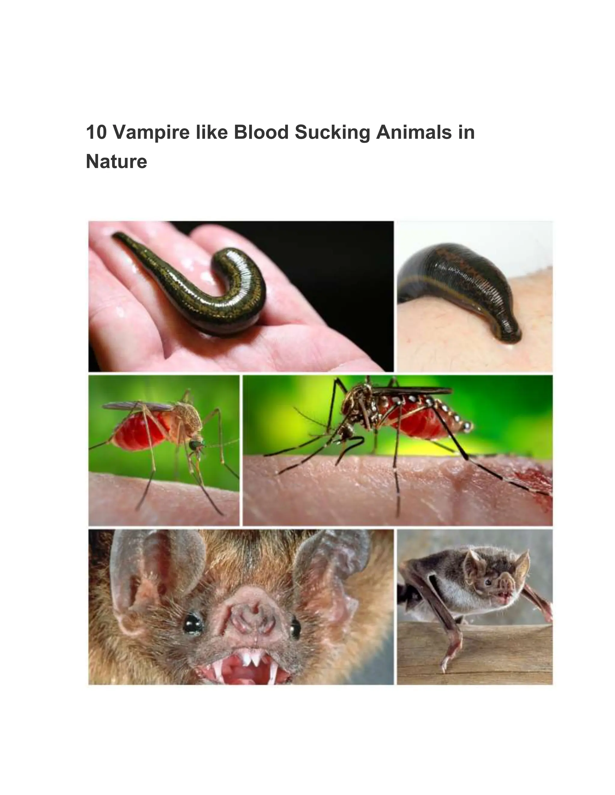 10 Vampire like Blood Sucking Animals in nature | PDF