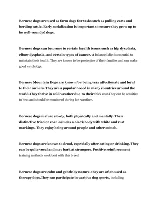 Bernese mountain dogs is a Swiss breed weighing | PDF