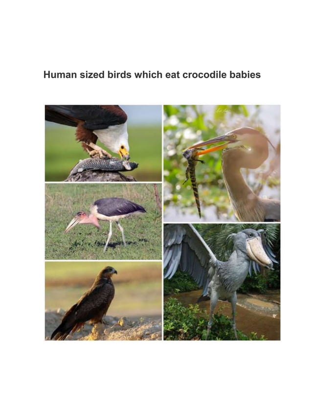 Human sized birds which eat crocodile babies | PDF