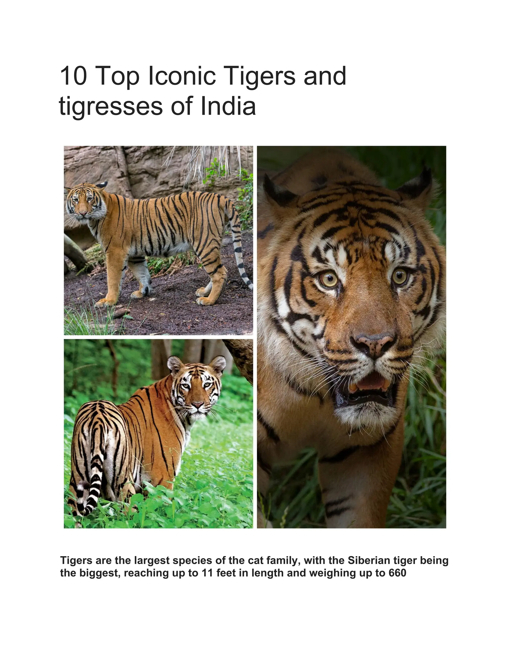 10 Top Iconic Tigers and tigresses of India | DOCX