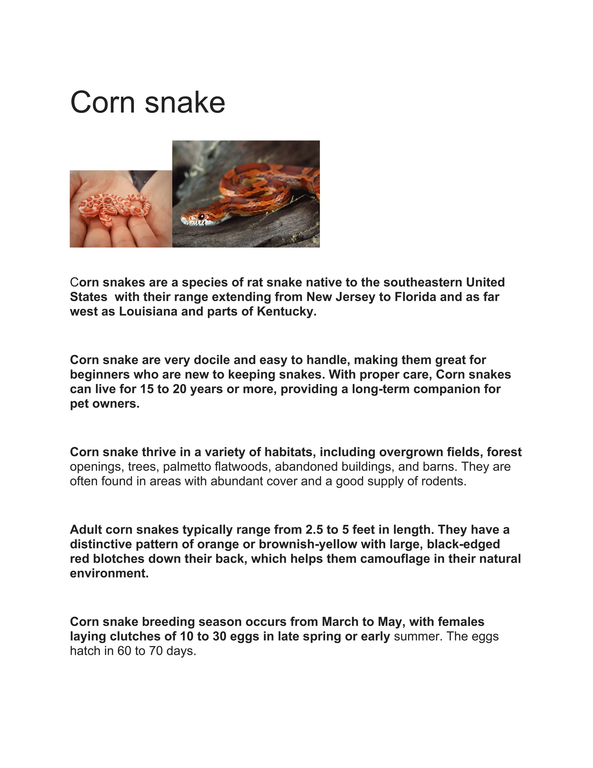 Corn snake are a species of rat snake native | DOCX