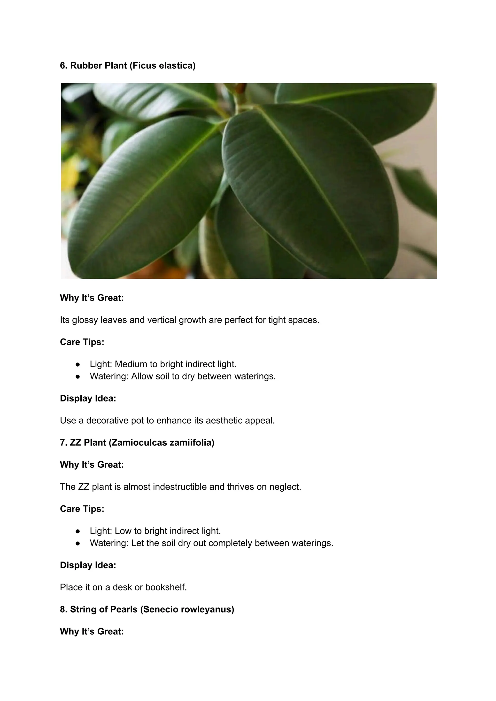 15 Gorgeous Plants to Transform Small Rooms | PDF