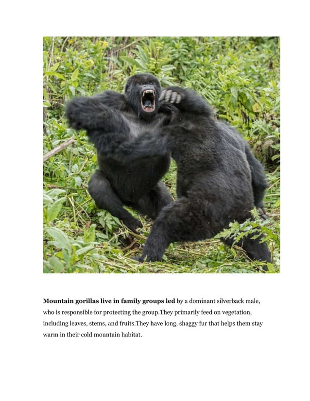 Mountain gorillas are one of the two subspecies of the eastern gorilla. | PDF