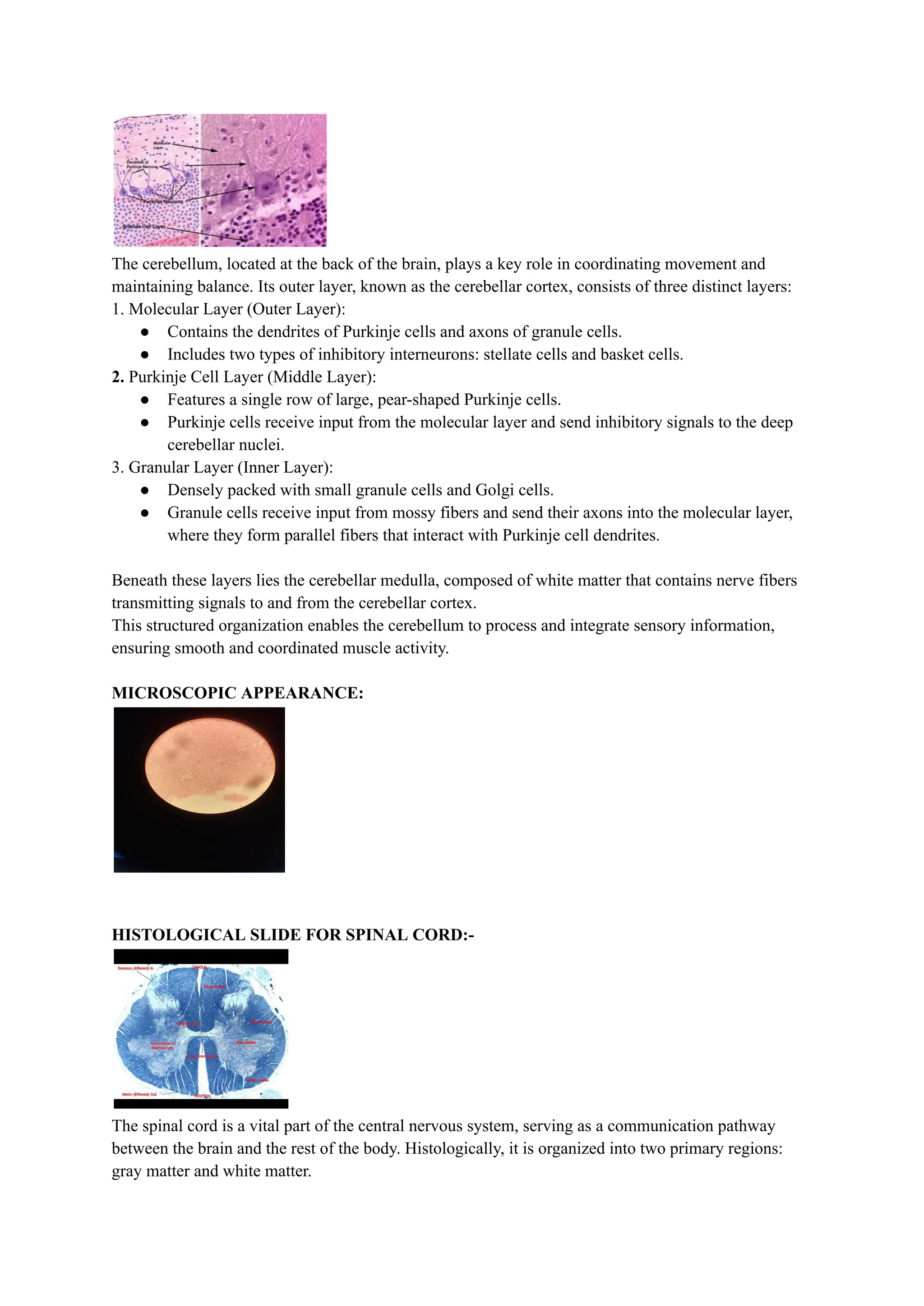Histological slides of brain (cerebral cortex, cerebellum, spinal cord ...