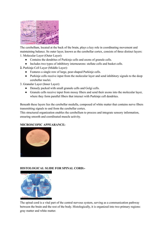 Histological slides of brain (cerebral cortex, cerebellum, spinal cord ...