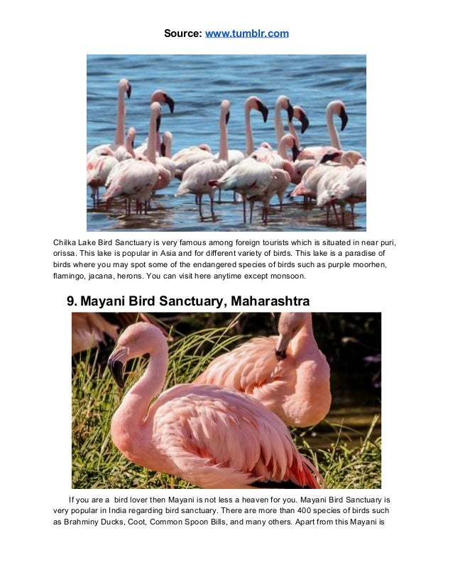 Top 10 Famous Bird Wildlife Sanctuary In India top-10-famous-bird-wildlife-sanctuary-in-india