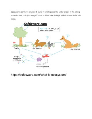 What is EcoSystem & How does it work’s | PDF | Geography | Science