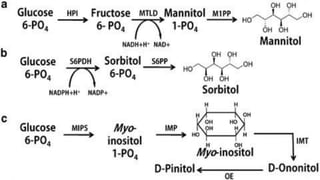 Mannitol | PDF