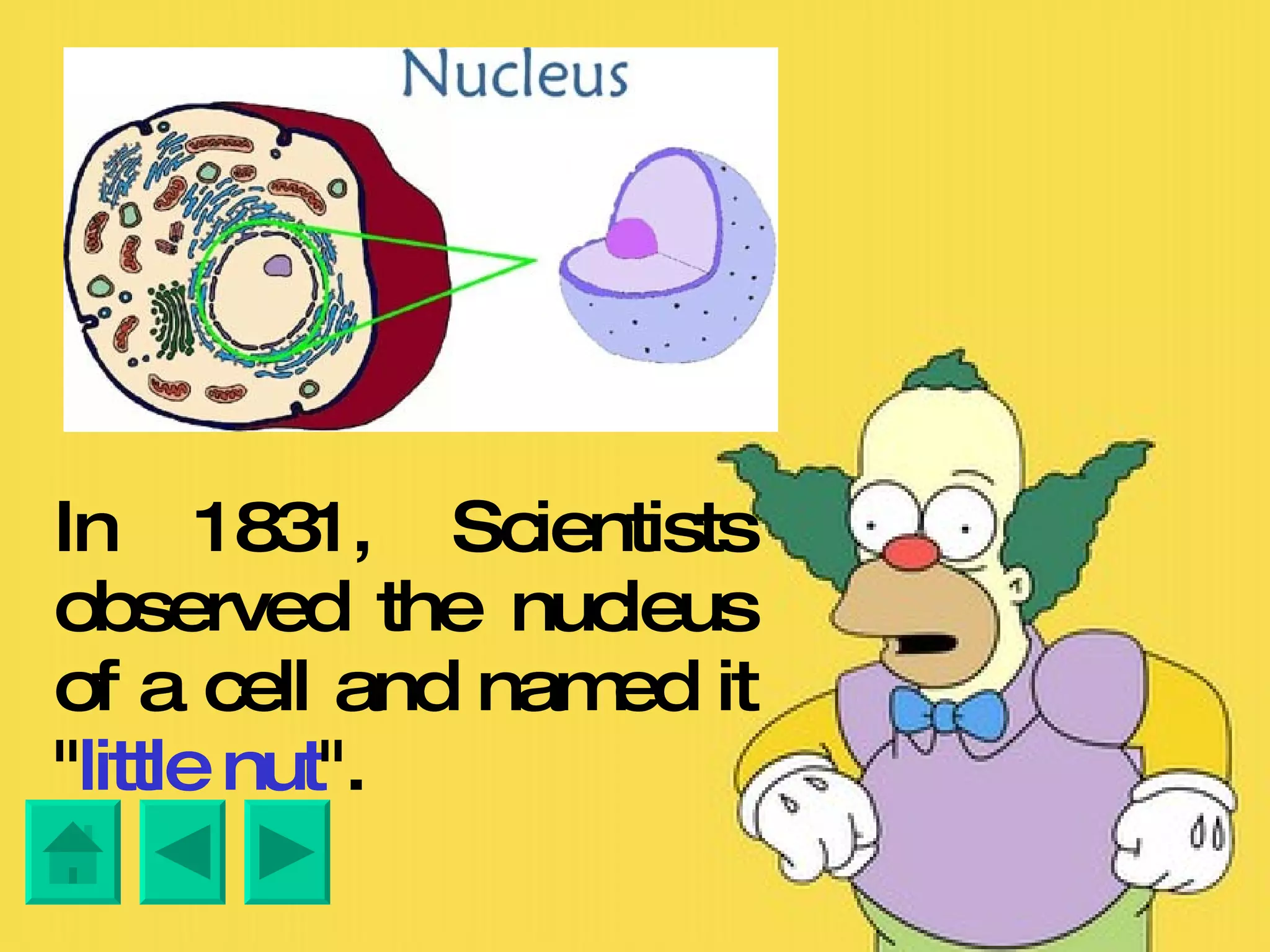 Discovering the Cells | PPT