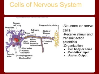 NEURON | PDF