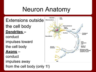 NEURON | PDF