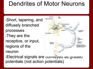 NEURON | PDF