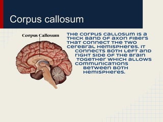 Brain Biology | PDF