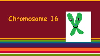 chromosome 16 | PDF | Eye and Vision Conditions | Diseases and Conditions