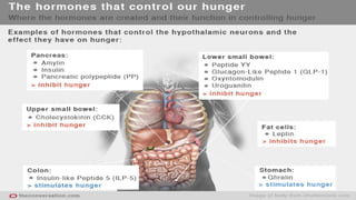 Biology Of Hunger | PPT