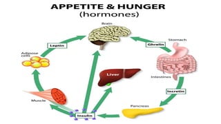 Biology Of Hunger | PPT