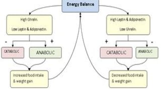 Biology Of Hunger | PPT