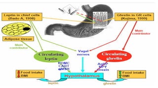 Biology Of Hunger | PPT