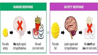 Biology Of Hunger | PPT