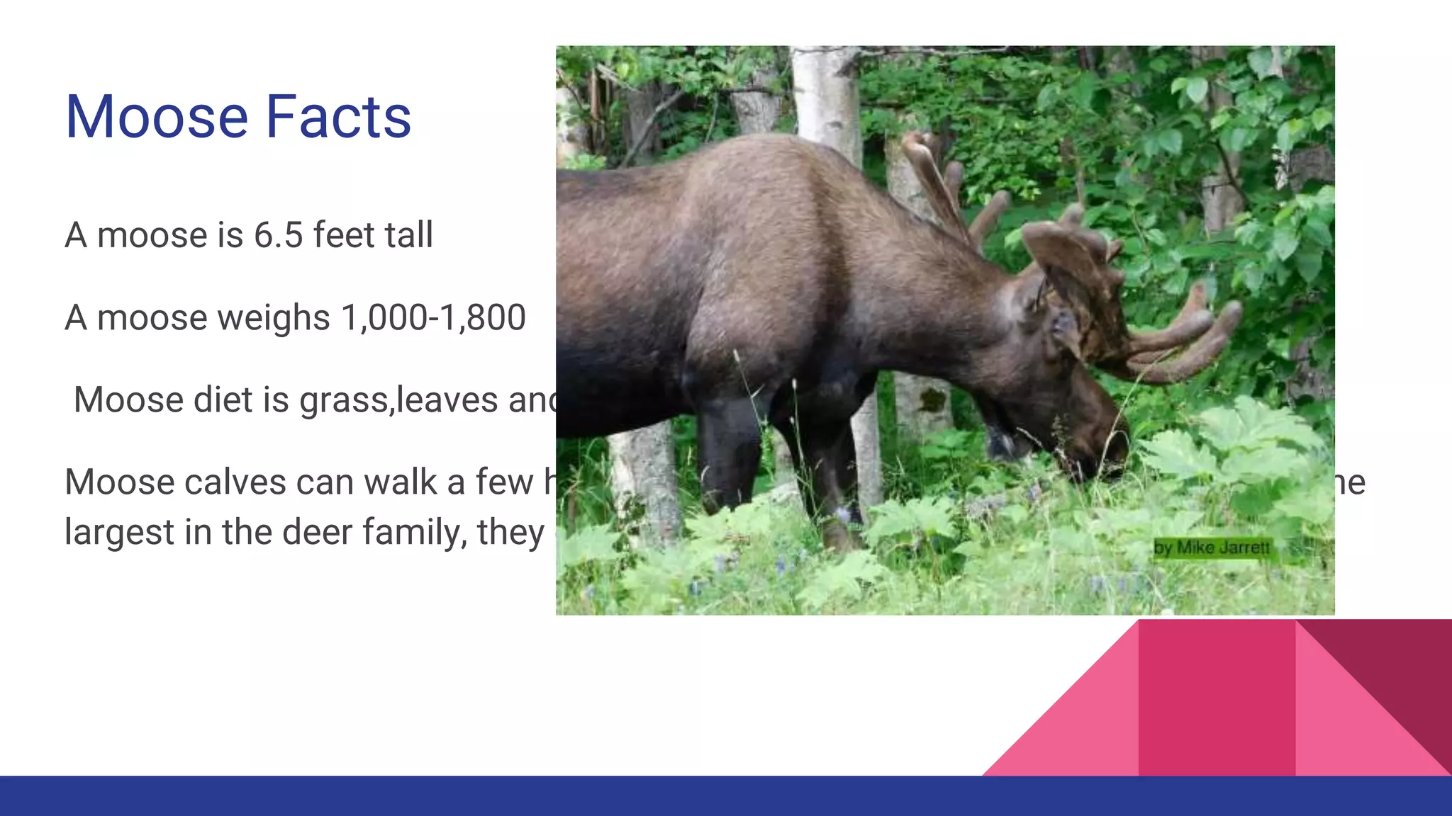 Moose vs. Bison | PPT