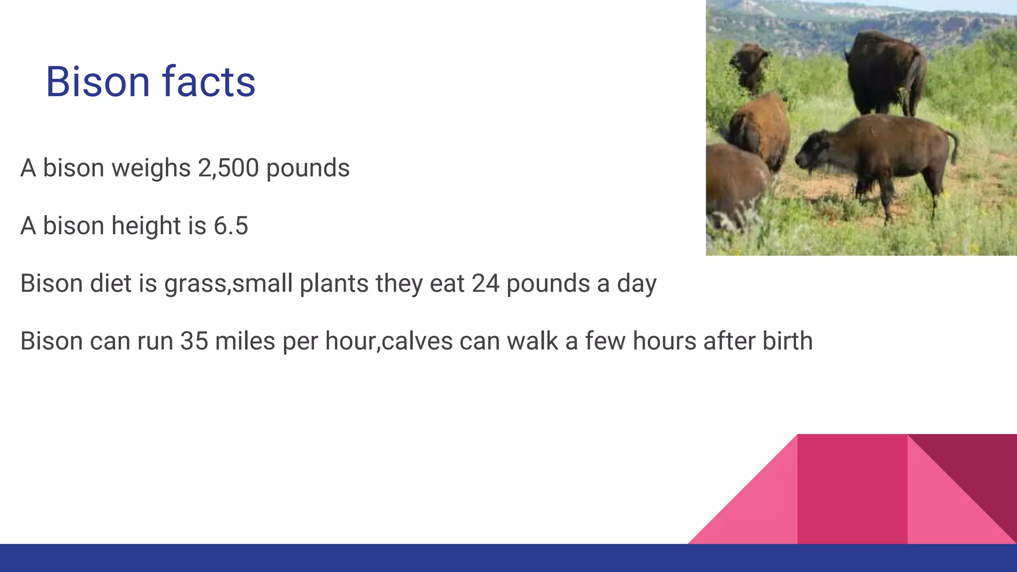 Moose vs. Bison | PPT