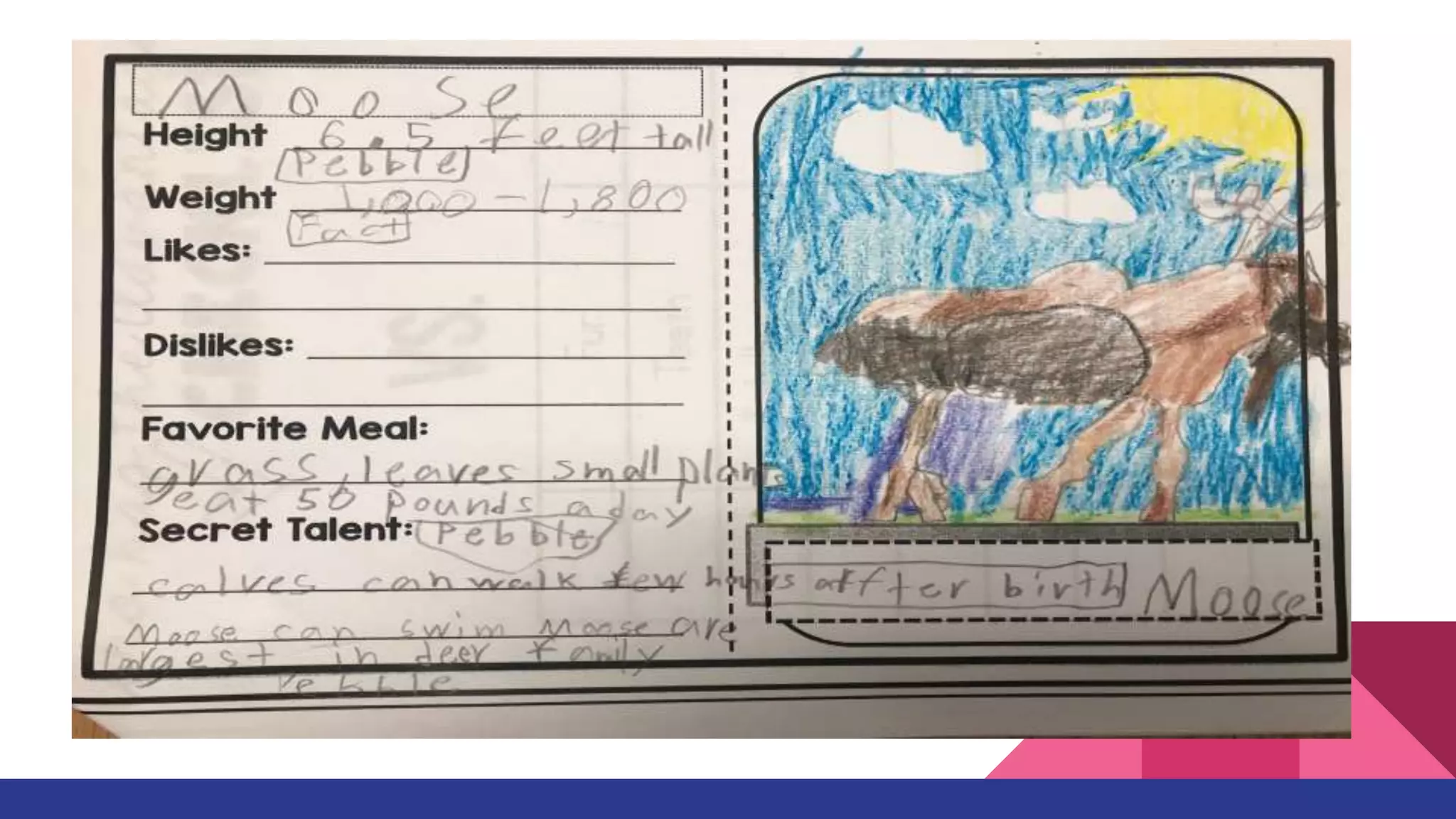 Moose vs. Bison | PPT