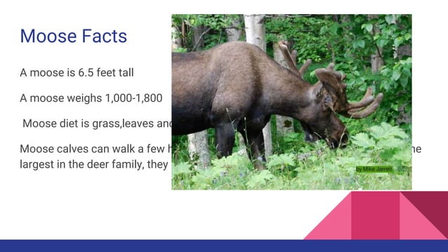 Moose vs. Bison | PPT