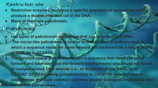 RESTRICTION ENZYMES | PPTX