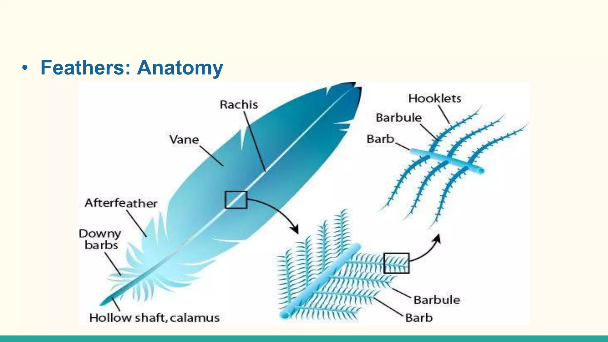 flight adaptation in birds | PPTX