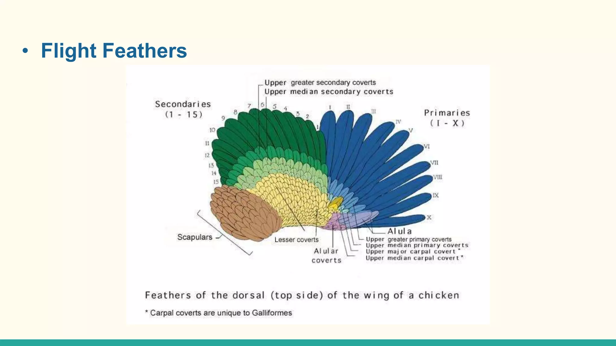 flight adaptation in birds | PPTX