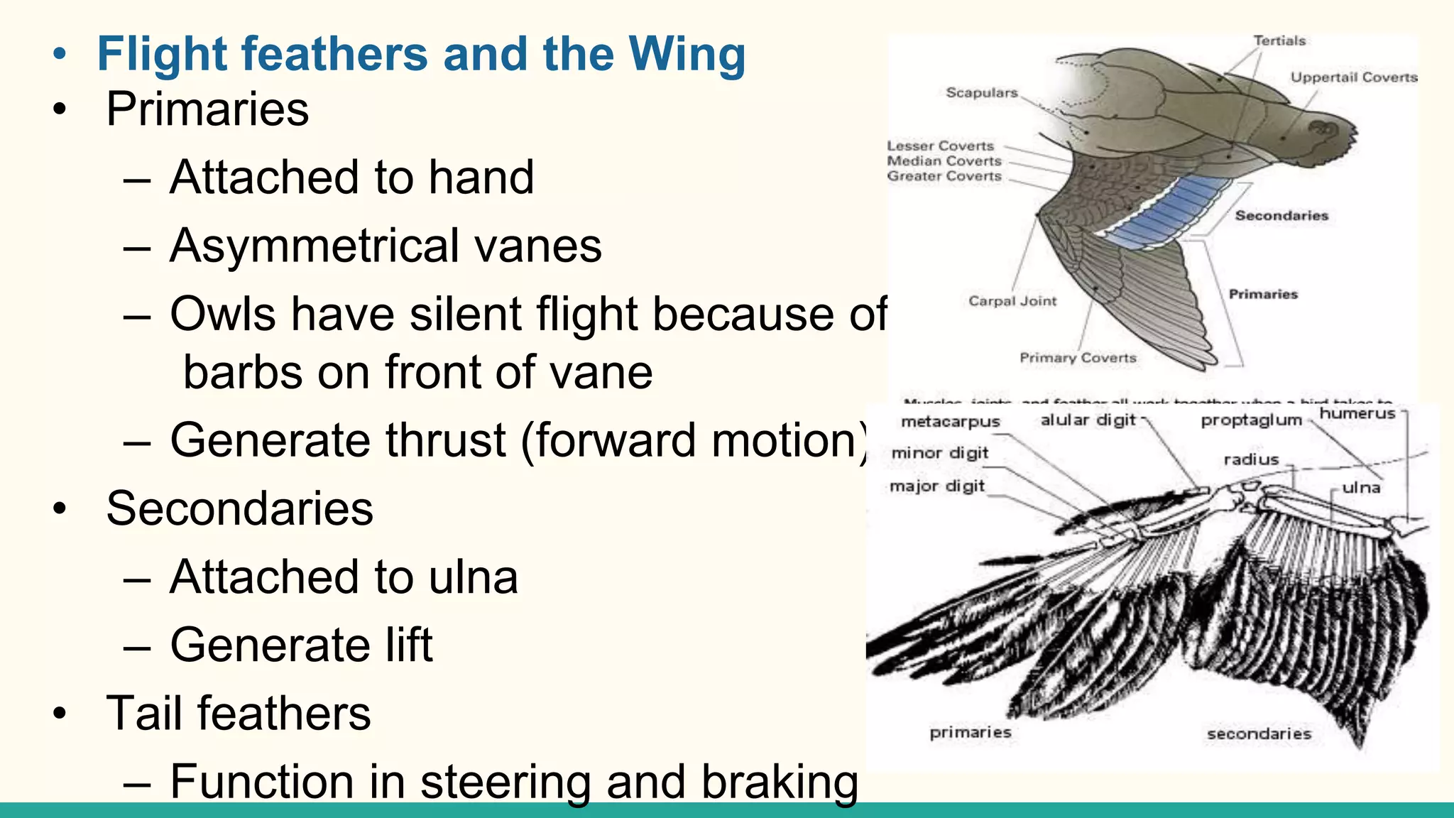 flight adaptation in birds | PPTX