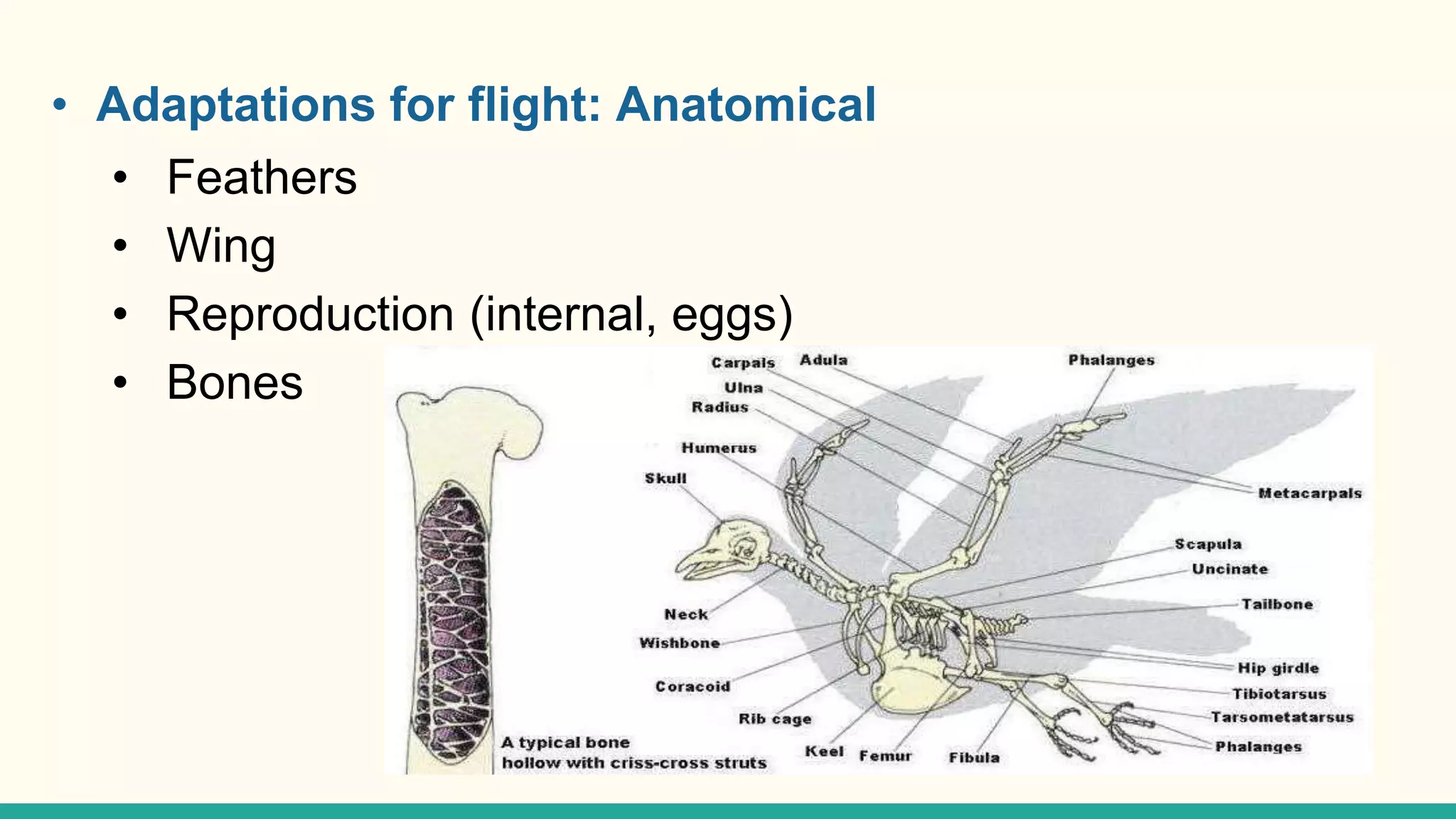 flight adaptation in birds | PPTX