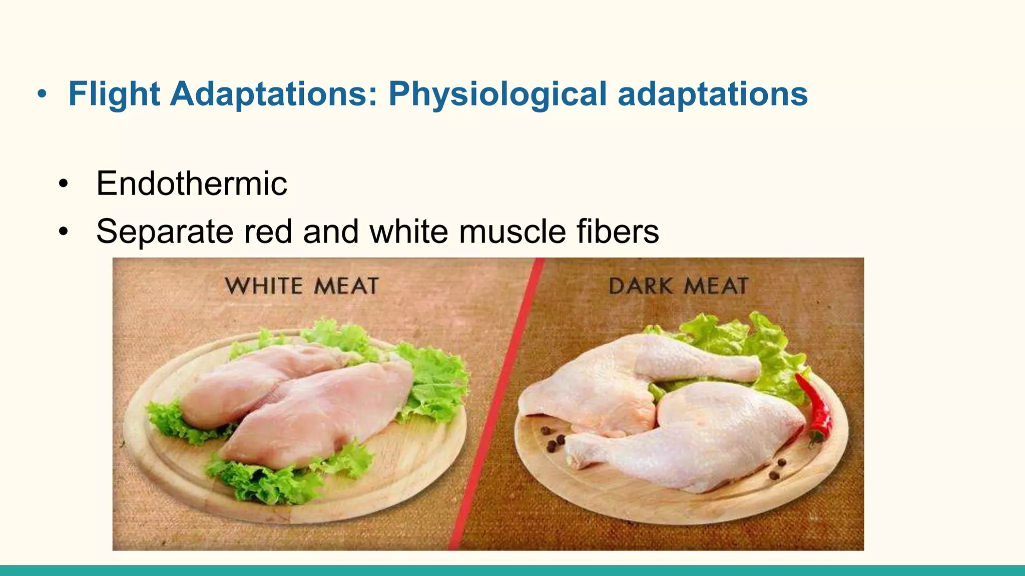 flight adaptation in birds | PPTX