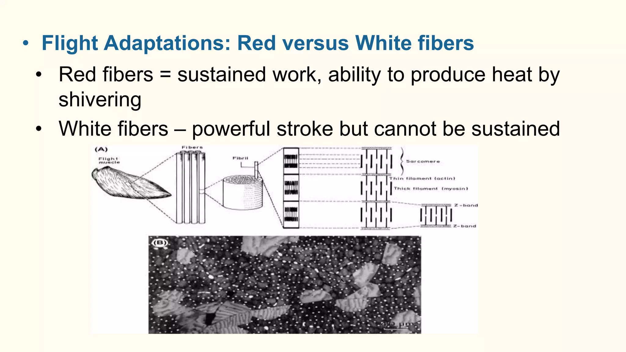 flight adaptation in birds | PPTX