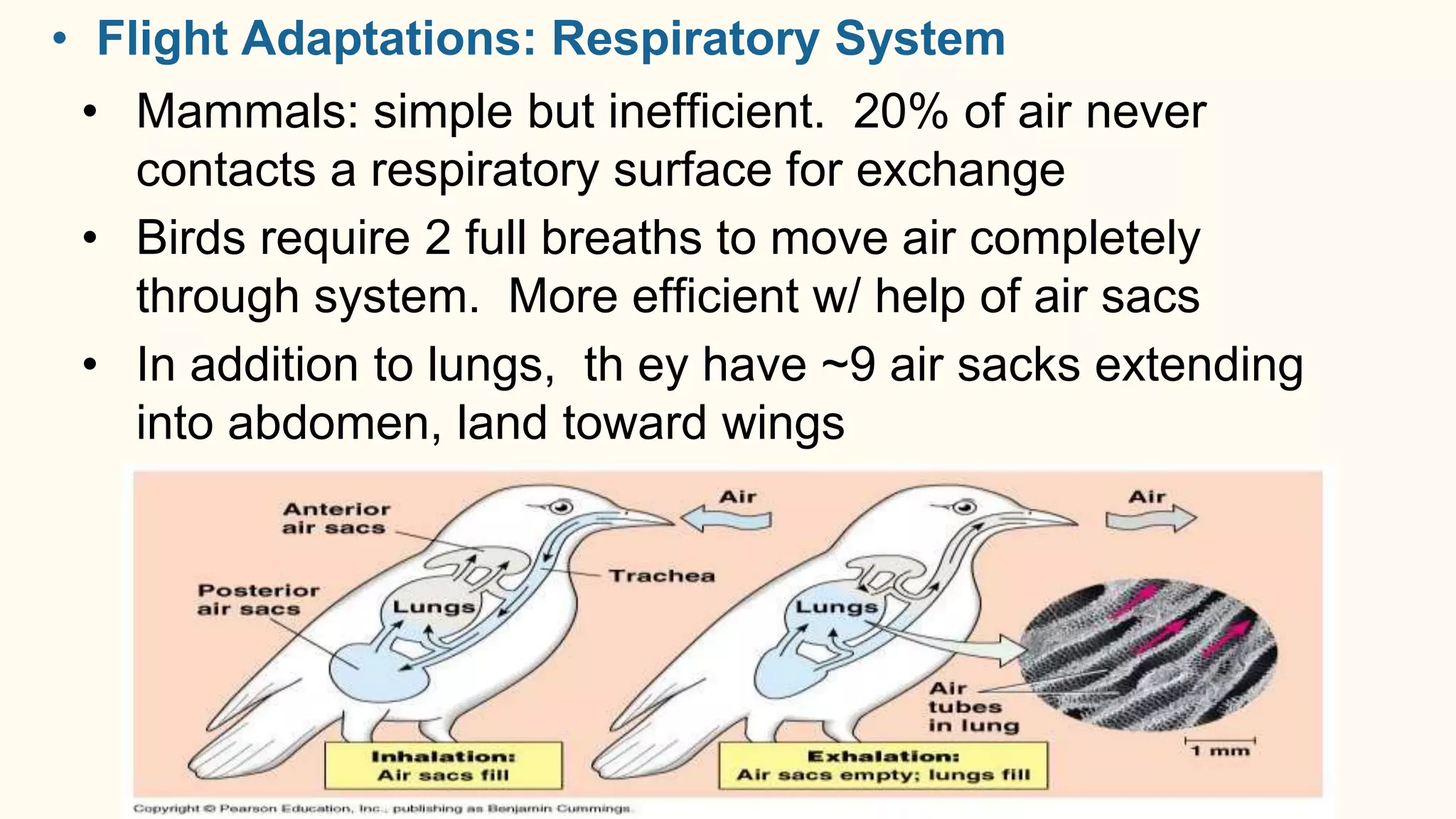 flight adaptation in birds | PPTX