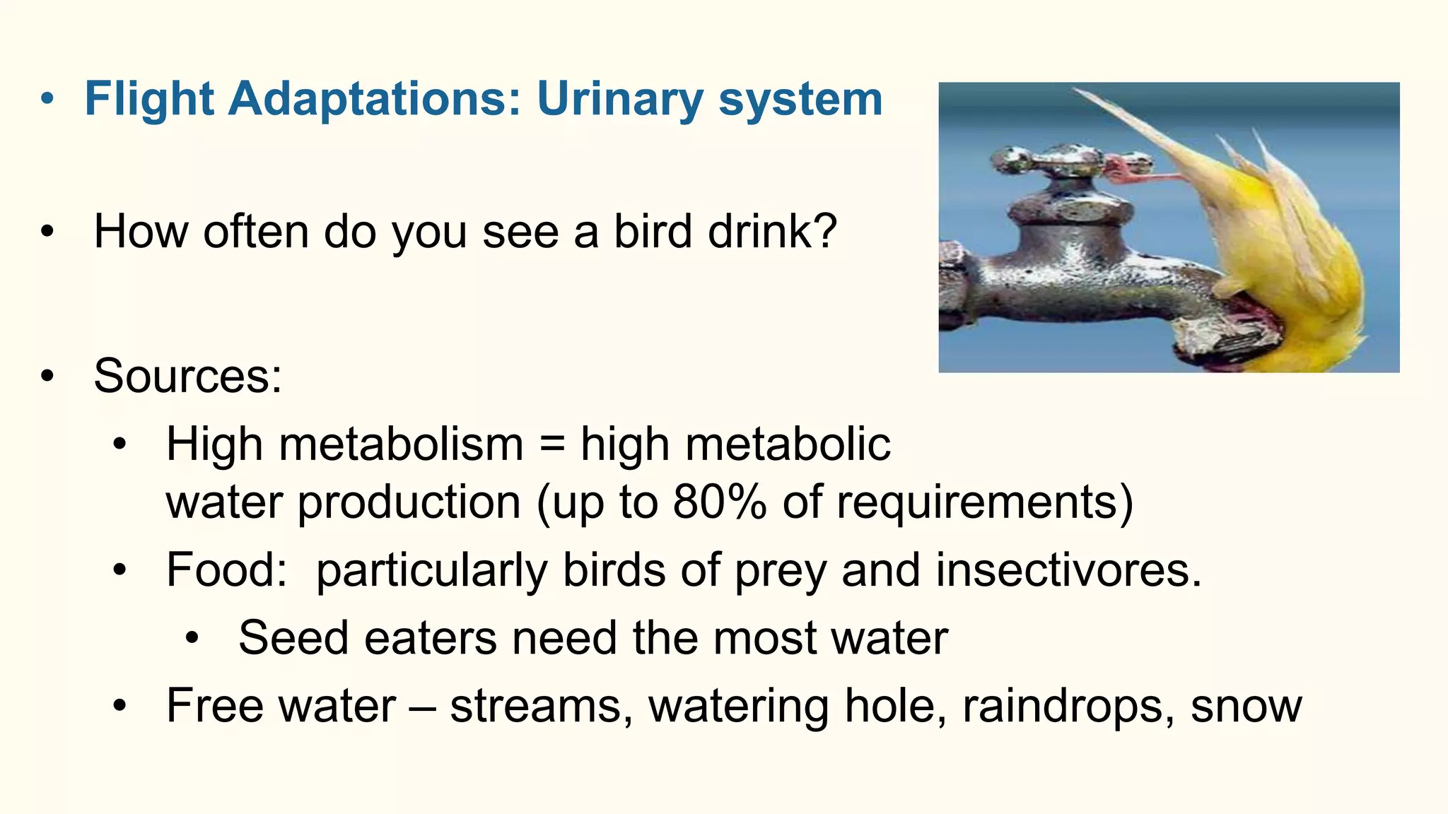 flight adaptation in birds | PPTX