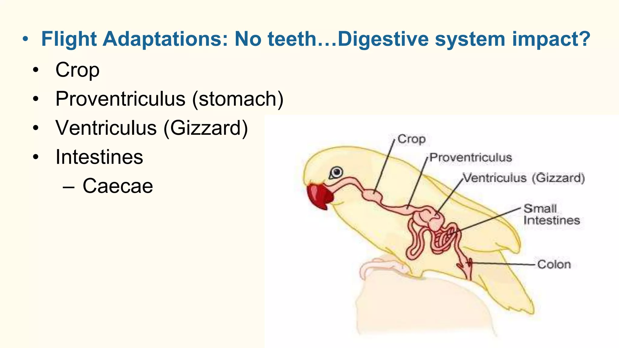 flight adaptation in birds | PPTX