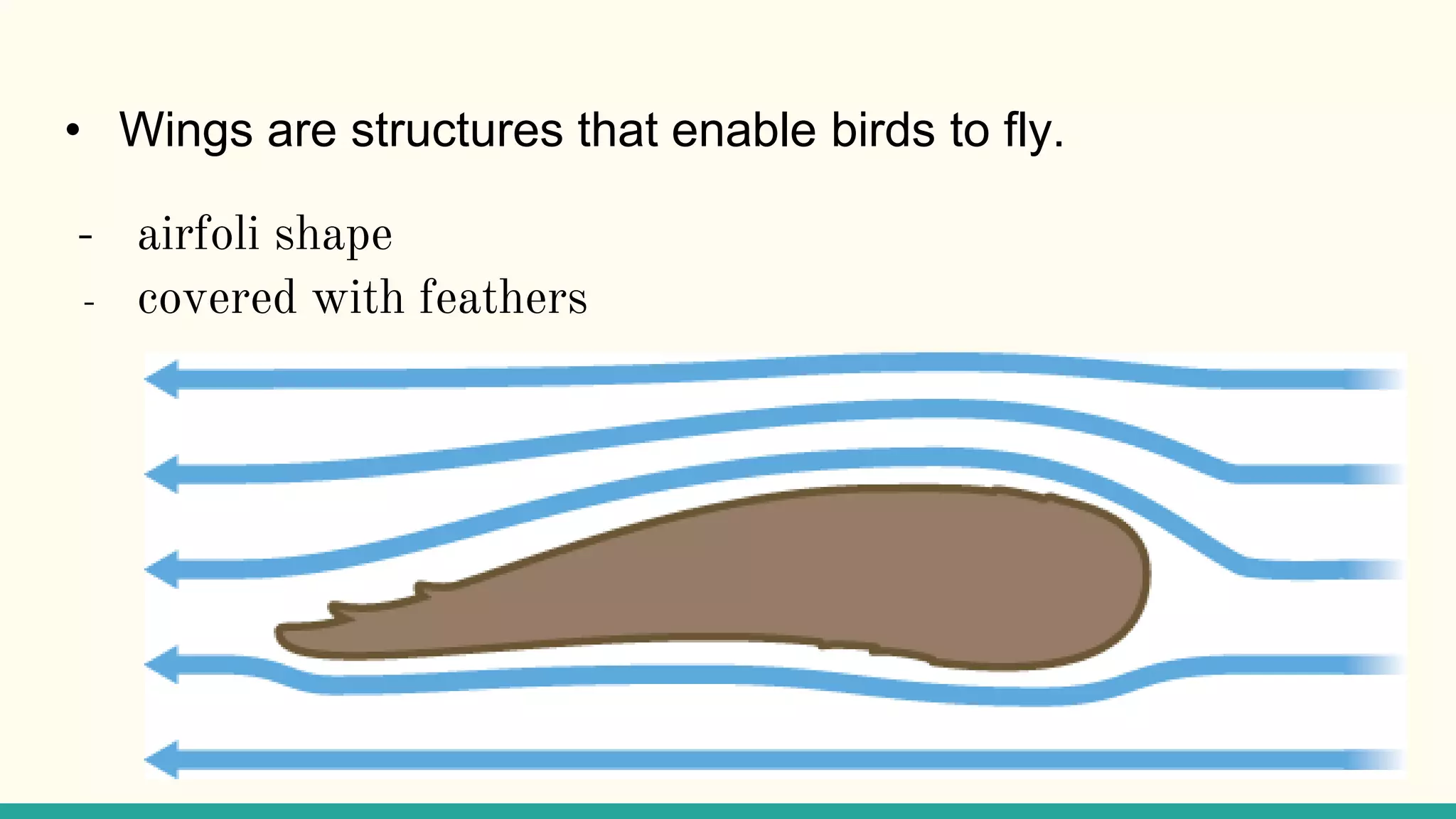 flight adaptation in birds | PPTX