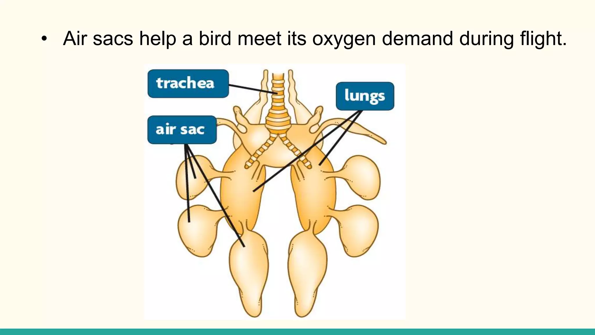 flight adaptation in birds | PPTX