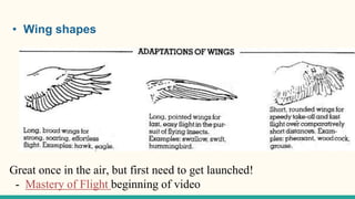 flight adaptation in birds | PPTX