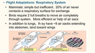 flight adaptation in birds | PPTX