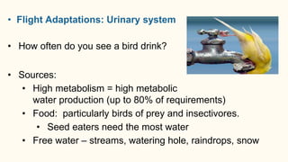 flight adaptation in birds | PPTX