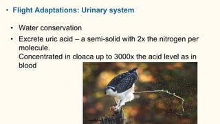 flight adaptation in birds | PPTX