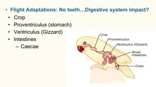 flight adaptation in birds | PPTX