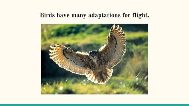 flight adaptation in birds | PPTX | Birdwatching | Hobbies & Interests